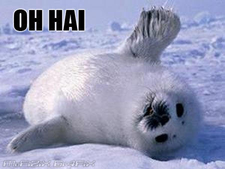 [Image - 79026] | OH HAI | Know Your Meme