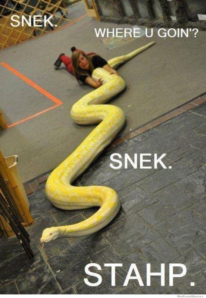 Snek Stahp | This Is Snek | Know Your Meme