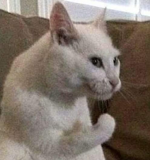 How Italian Cats Argue How Italians Do Things Know Your Meme How Italian Cats Argue How Italians Do Things Know Your Meme