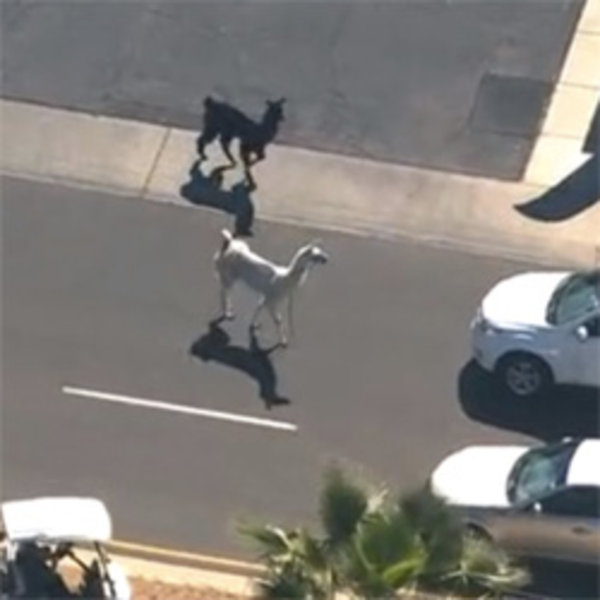 Llama Chase Memes