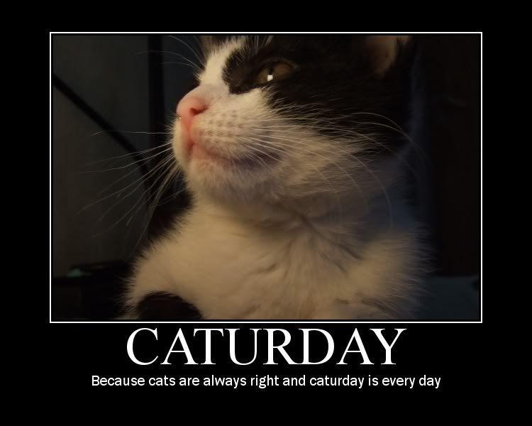 [Image - 8324] | Caturday | Know Your Meme