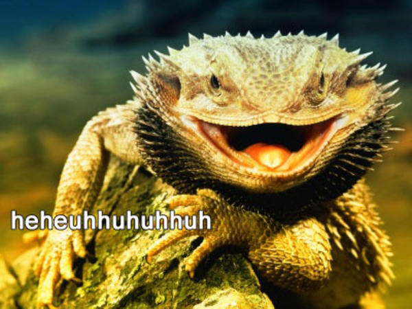 [Image - 804865] | Laughing Lizard / hhhehehe | Know Your Meme