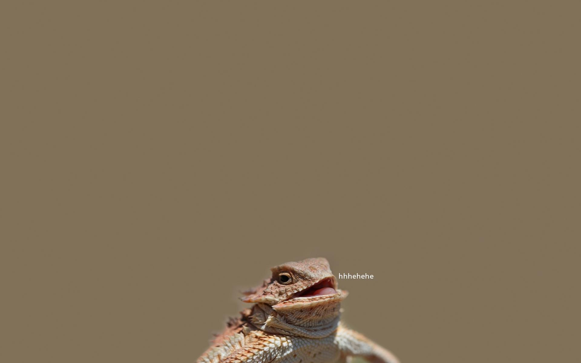 [Image - 804891] | Laughing Lizard / hhhehehe | Know Your Meme