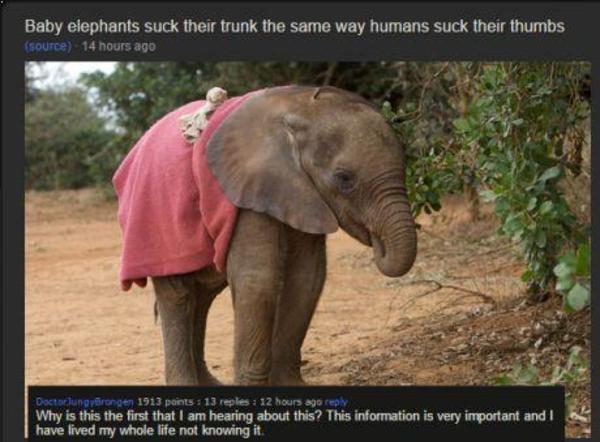 Elephant Trunk Memes