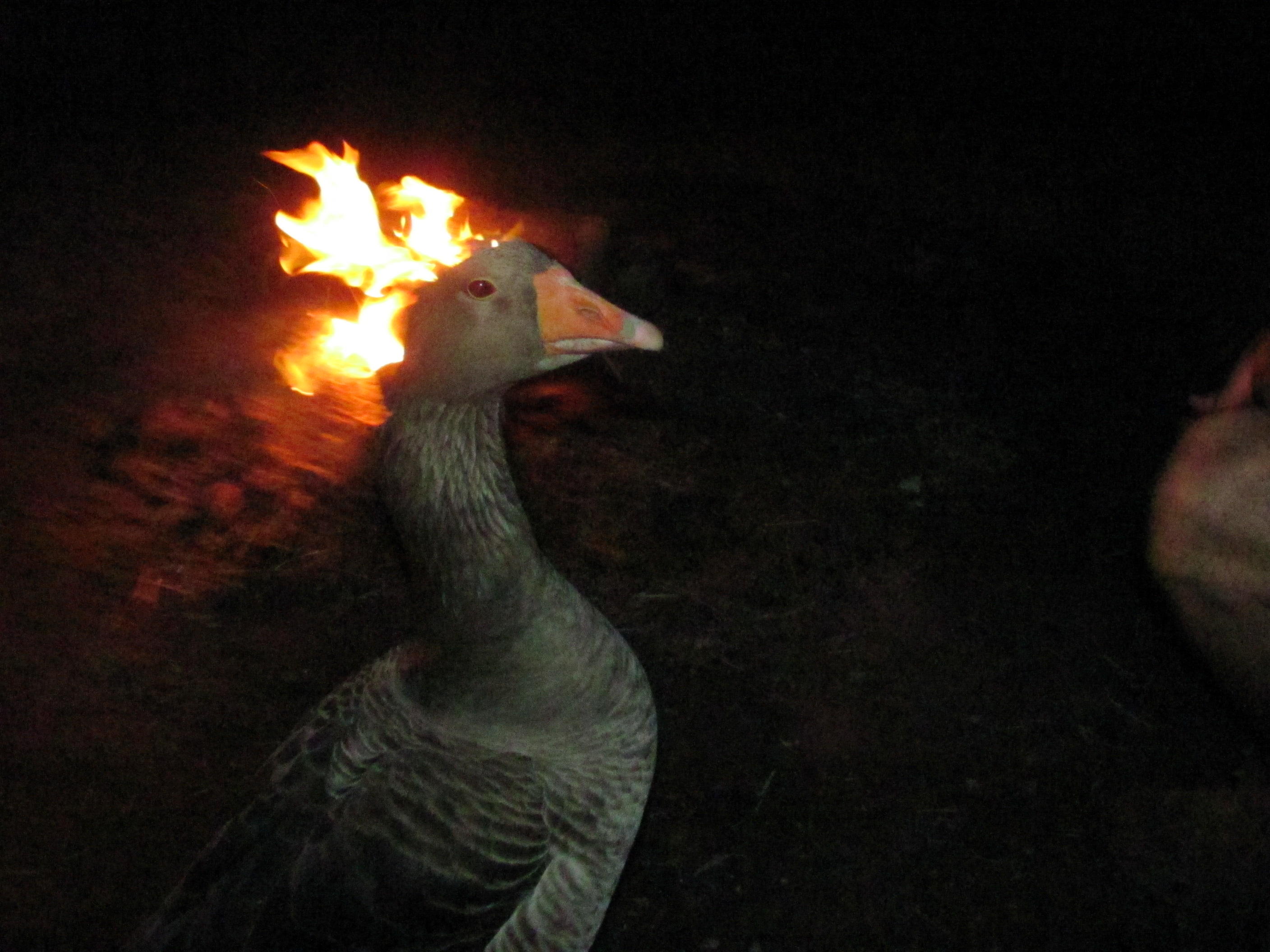 Fire Duck by MatoroIgnika | Goose on Fire / Fire Duck | Know Your Meme