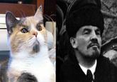 [Image - 111478] | Lenin Cat | Know Your Meme