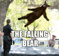 Falling Bear: Image Gallery | Know Your Meme