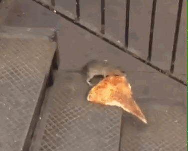 Cat Eating Mouse Gif