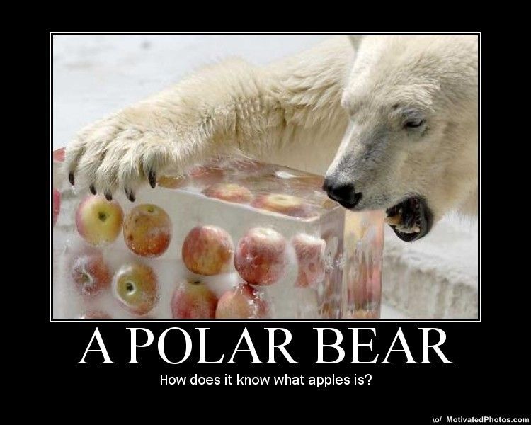 Polar Bear Memes