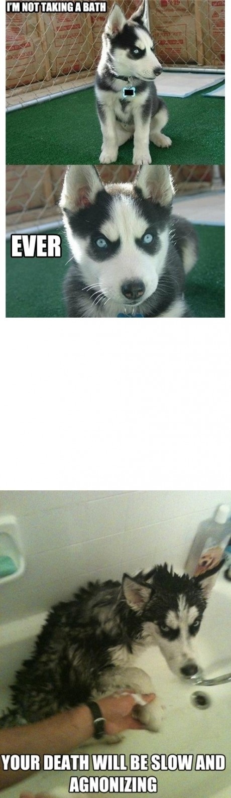 Insanity Pup Memes