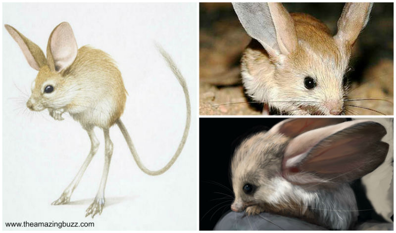 Long eared jerboa - Alchetron, The Free Social Encyclopedia