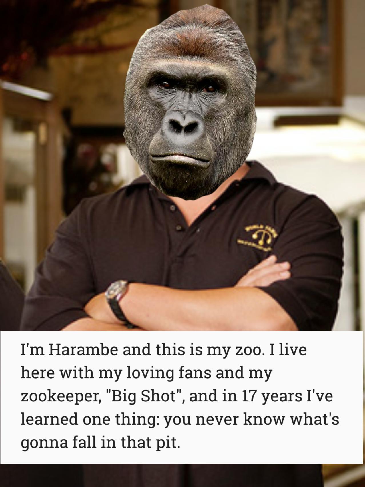 Harambe Harrison : r/Harambe
