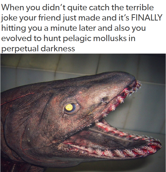 Strange Creatures Memes